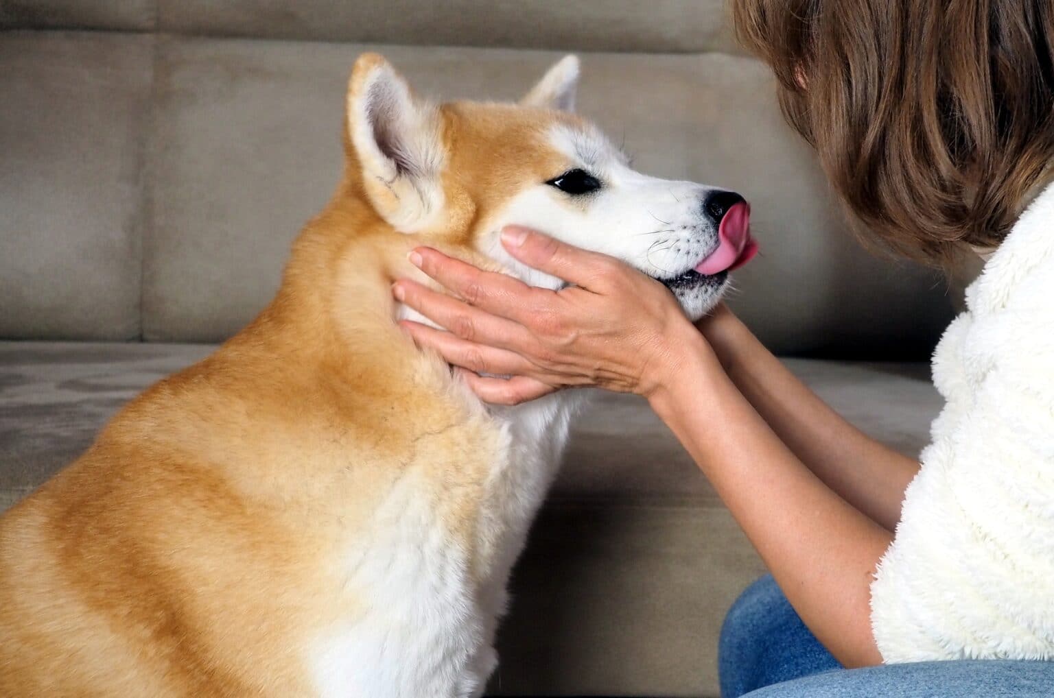 11 Loyal Dog Breeds That Would Walk Through Fire For You