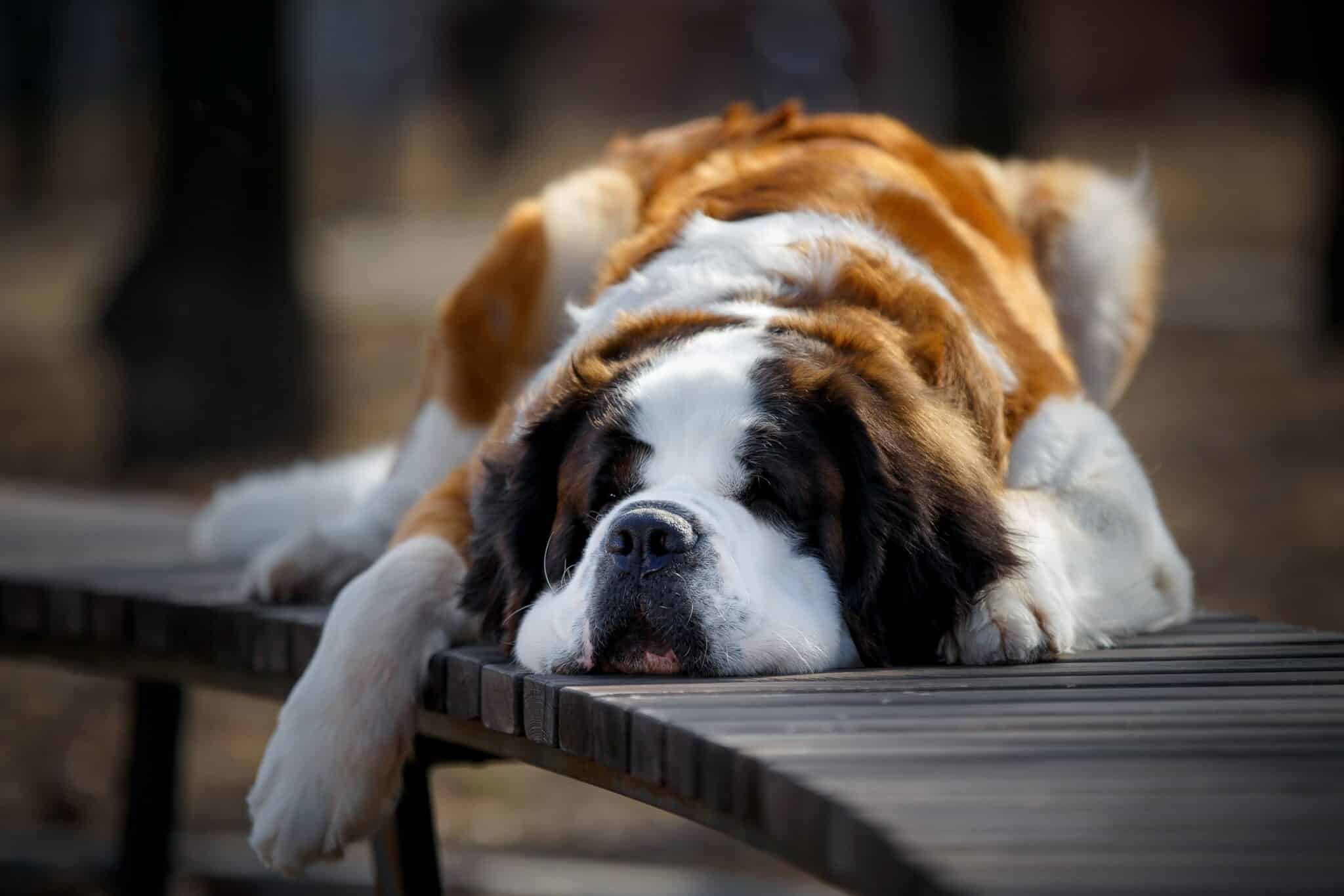 The 24 Most Relaxed Dog Breeds On Earth - iHeartDogs.com