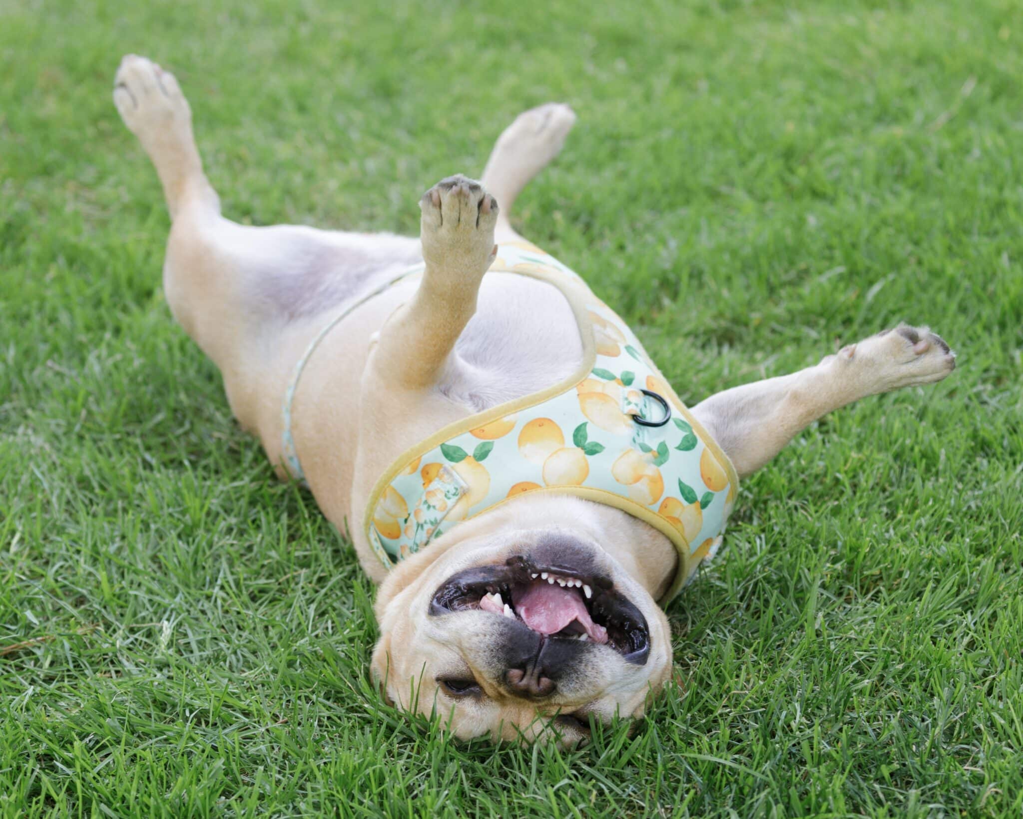 13 Ways Dogs Say ‘I’m Sorry’ Without Using Words - iHeartDogs.com