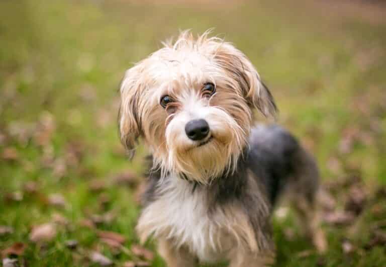 The 10 Cutest Dog Breed Mixes Ever - iHeartDogs.com