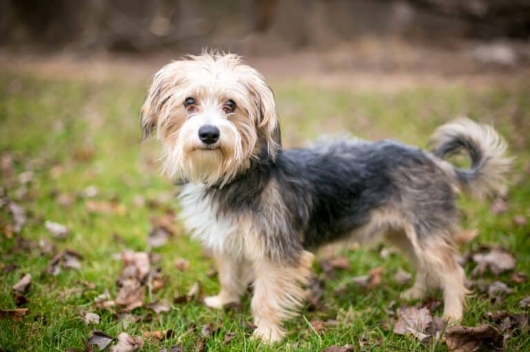 The 10 Cutest Dog Breed Mixes Ever - iHeartDogs.com