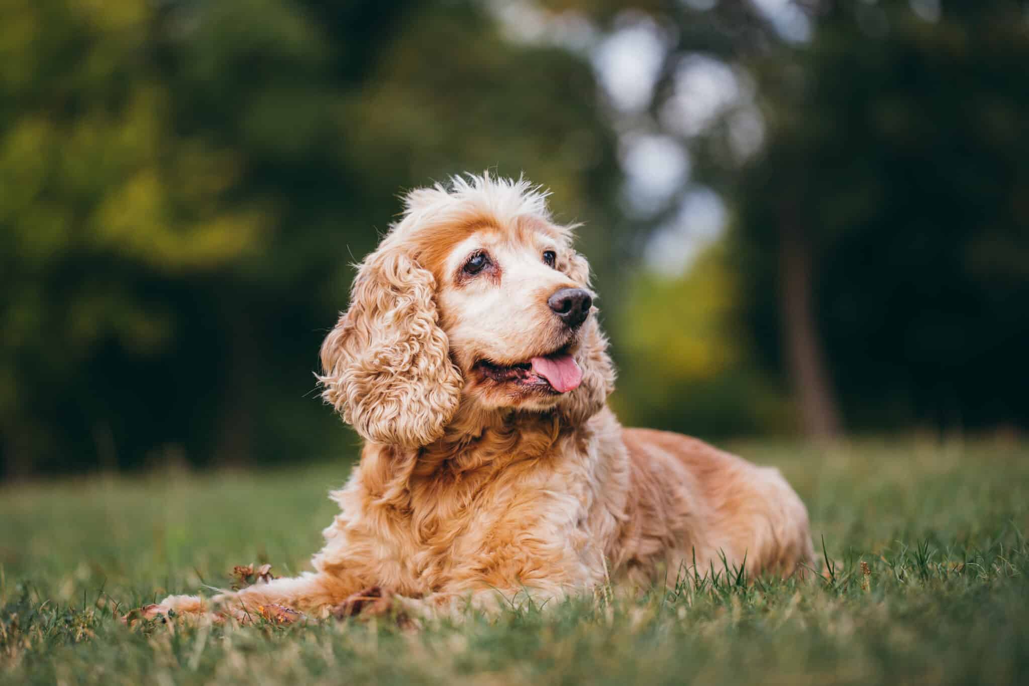 20 Calmest Dog Breeds: Gentle and Easygoing Puppies for Seniors ...