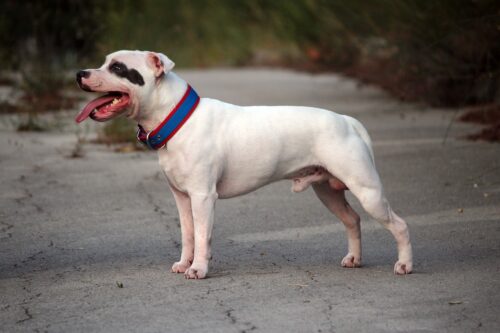 The Top 15 Most Muscular Dog Breeds - iHeartDogs.com