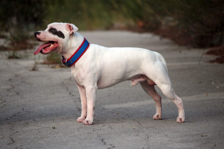 The Top 15 Most Muscular Dog Breeds - iHeartDogs.com