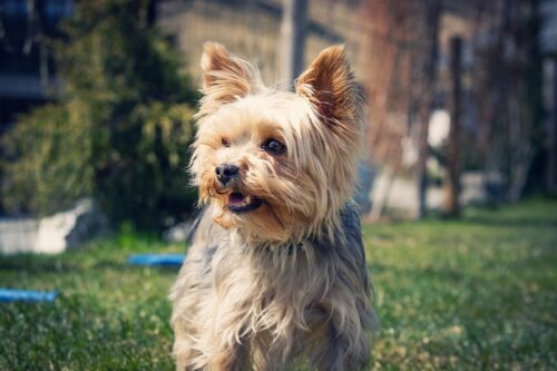 Ideal Diet for Yorkies - The Ultimate Yorkie Feeding Guide - iHeartDogs.com