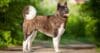 15 Dog Breeds With The Most Unusual Tails - iHeartDogs.com