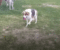 Dog Born Without Neck Proves Love Has No Limits and Finds His Family ...