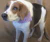 Dog Born Without Neck Proves Love Has No Limits and Finds His Family ...
