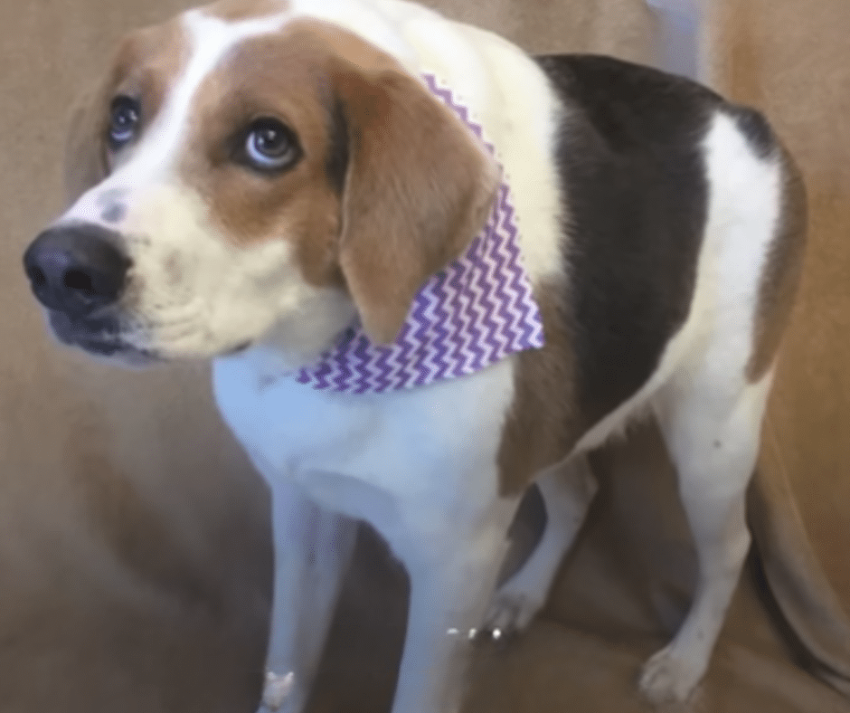 Dog Born Without Neck Proves Love Has No Limits and Finds His Family ...
