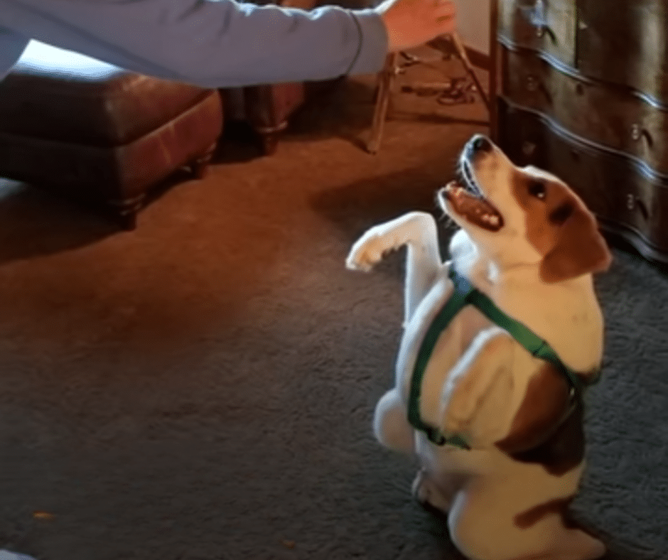 Dog Born Without Neck Proves Love Has No Limits and Finds His Family ...