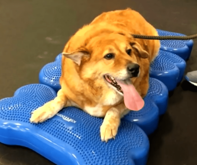 Morbidly Obese Dog Makes a Life-Changing Decision, Inspiring Everyone ...