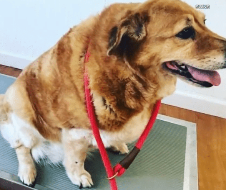 Morbidly Obese Dog Makes a Life-Changing Decision, Inspiring Everyone ...