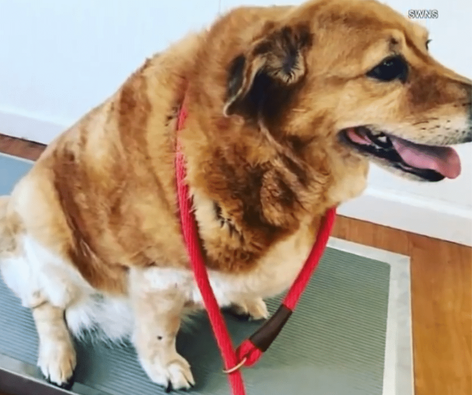 Morbidly Obese Dog Makes a Life-Changing Decision, Inspiring Everyone ...
