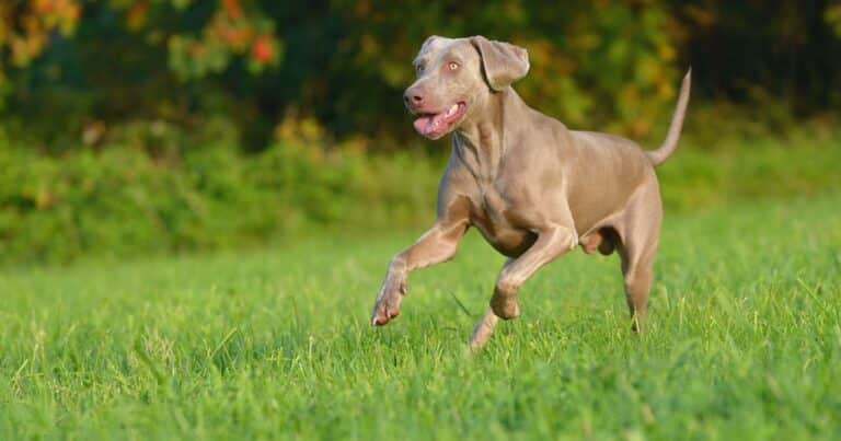 20 Dog Breeds That Love Hot Weather (and 7 That Hate the Heat ...
