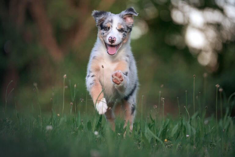 11 Dog Breeds That Can Jump The Highest - iHeartDogs.com