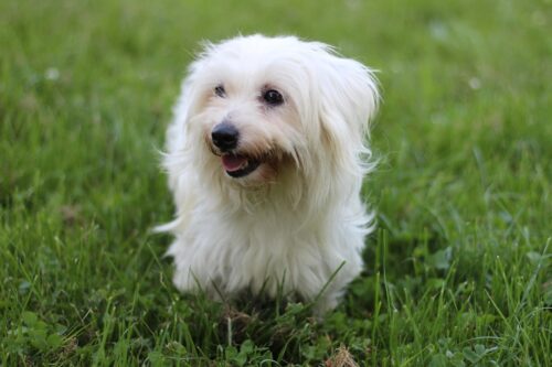 21 Dog Breeds Who Have The Softest Fur - iHeartDogs.com