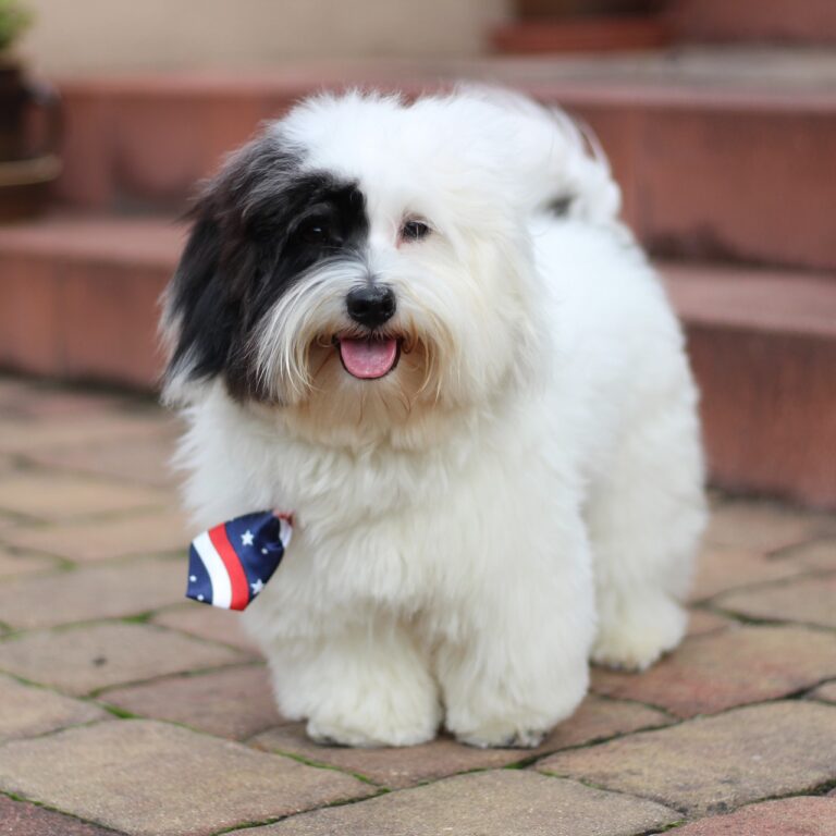 The 10 Cutest White Dog Breeds That Will Melt Your Heart - iHeartDogs.com