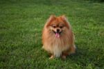 22 Small Dog Breeds That Are As Cute As They Are Compact