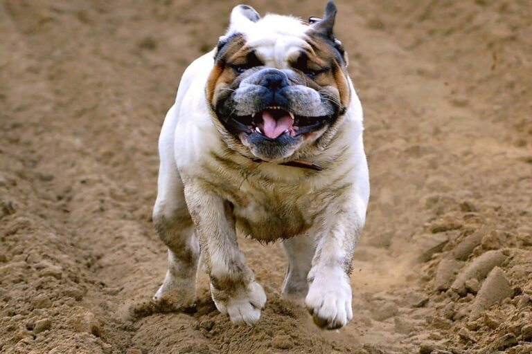 Top 23 Laziest Dog Breeds for Relaxed Owners - iHeartDogs.com