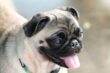 11 Canine Breeds That Have The Most Lovable Snouts - We Love Dogs