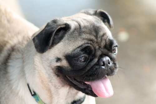 11 Canine Breeds That Have The Most Lovable Snouts - We Love Dogs