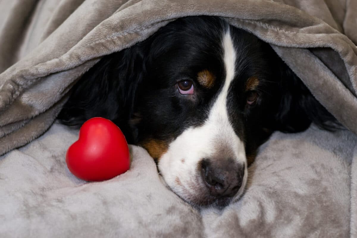 iHeartDogs.com