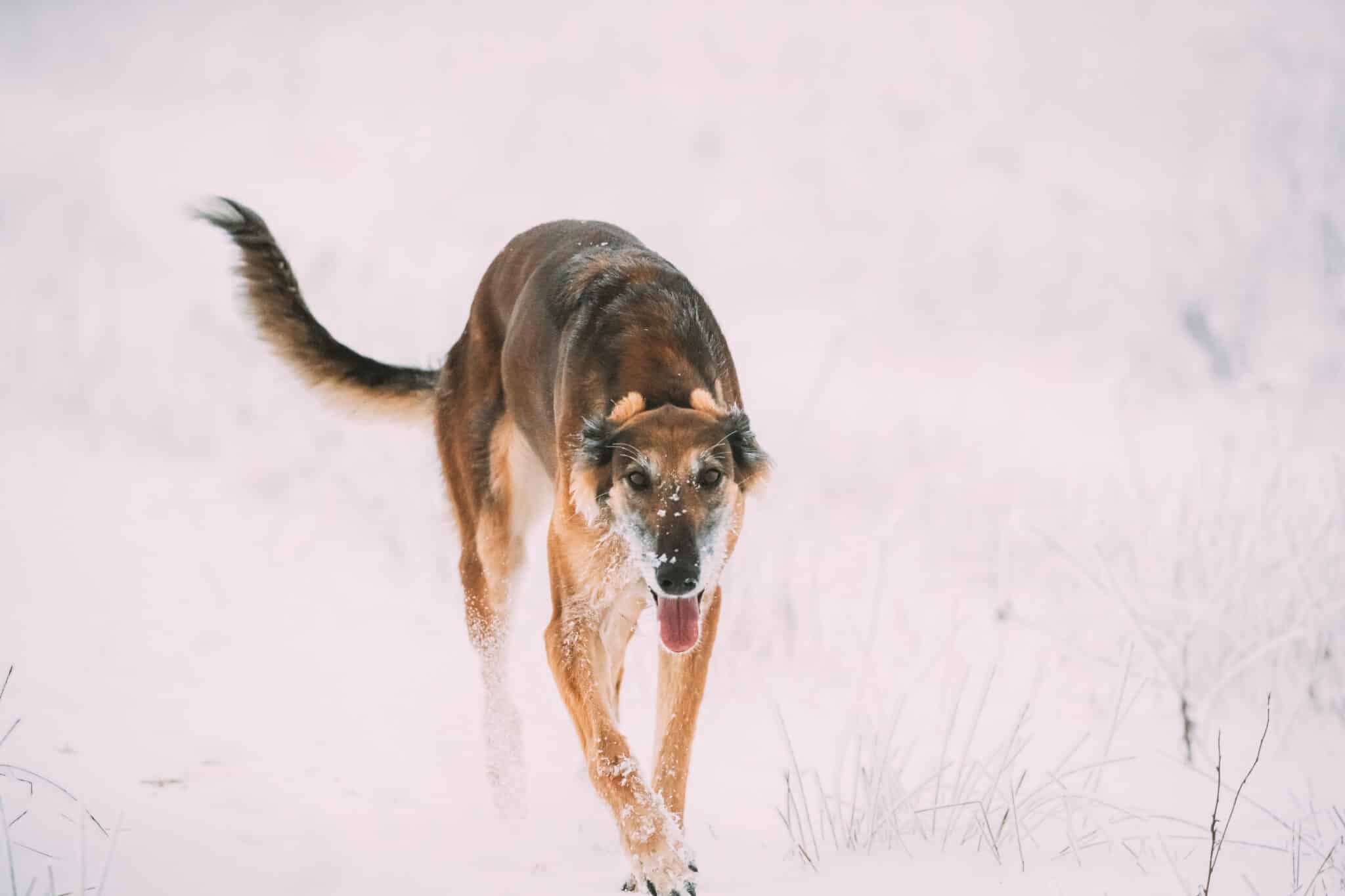 17 Dog Breeds From Russia - iHeartDogs.com