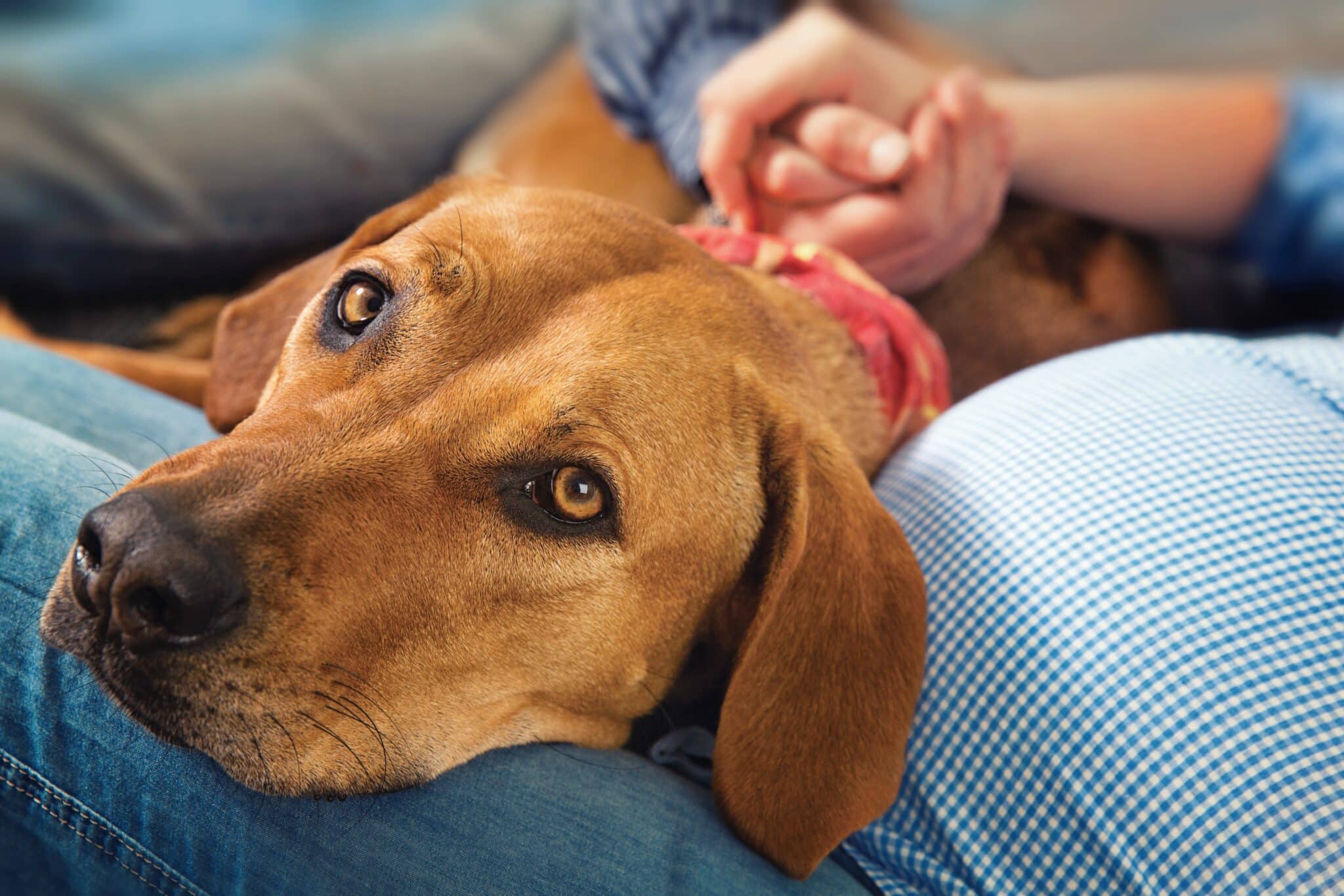13 Most Protective Dog Breeds For Your Family - iHeartDogs.com