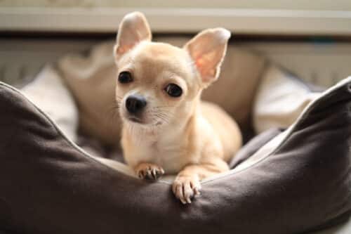 Top 10 Dog Breeds That Are Total Couch Potatoes - iHeartDogs.com
