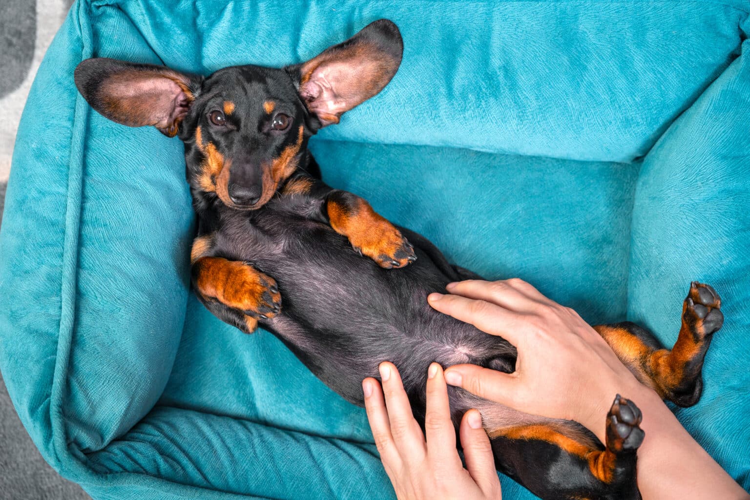 Top 10 Dog Breeds That Are Total Couch Potatoes
