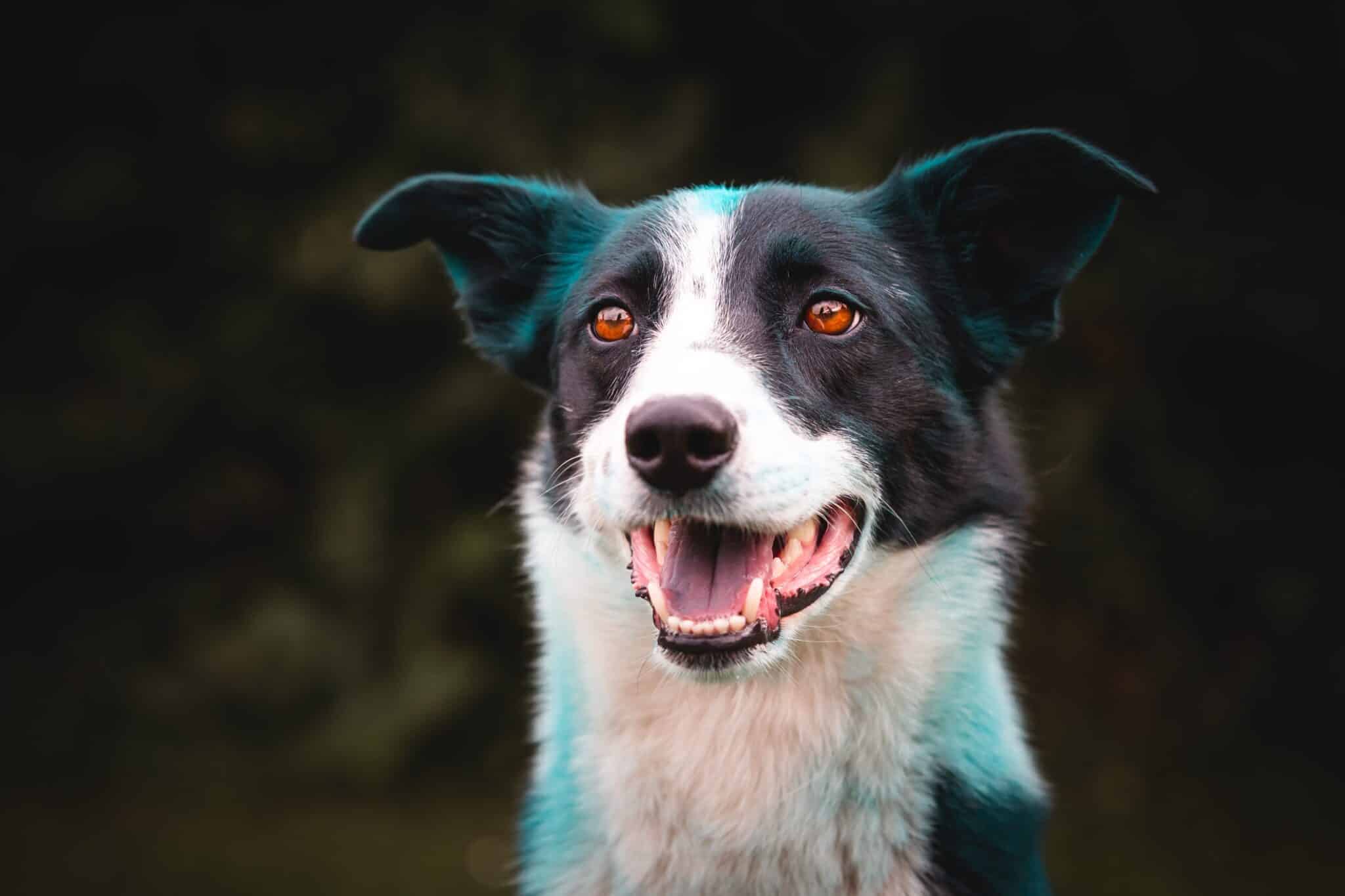 10 Dog Breeds Similar to Border Collies: The Complete 2026 Guide ...