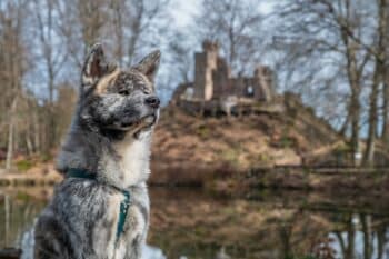 15 Dog Breeds That Have Watched Over Sacred Temples For Generations ...