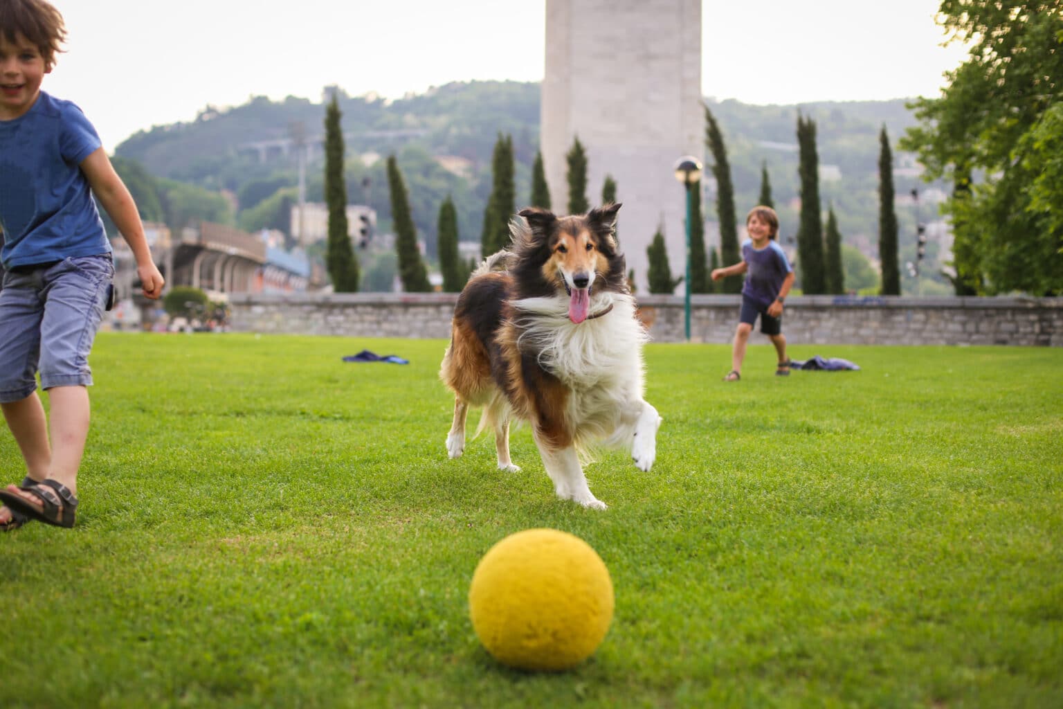 8 Tips For Handling Dogs With “Big Dog Syndrome” - iHeartDogs.com