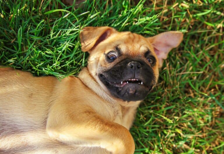 The 11 Most Popular Hybrid Dog Breeds - iHeartDogs.com