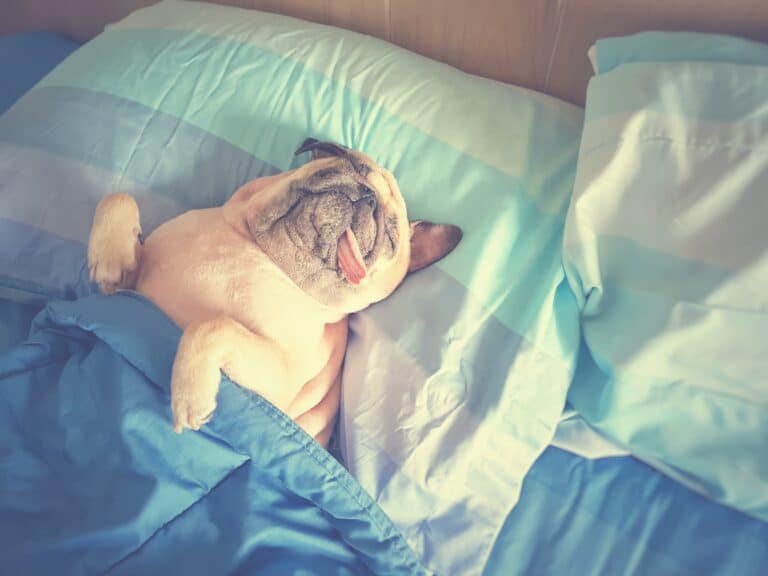 11 Funniest Dog Sleeping Positions And What They Might Mean ...