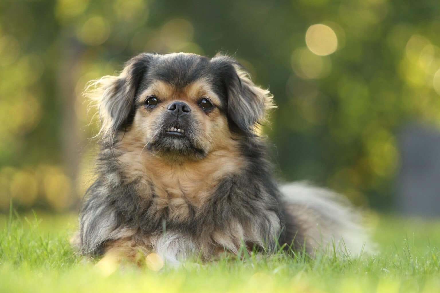15 Long-Lived Dog Breeds With Fewer Health Issues