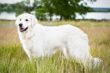 13 Impressive Large White Dog Breeds That Steal Hearts - iHeartDogs.com