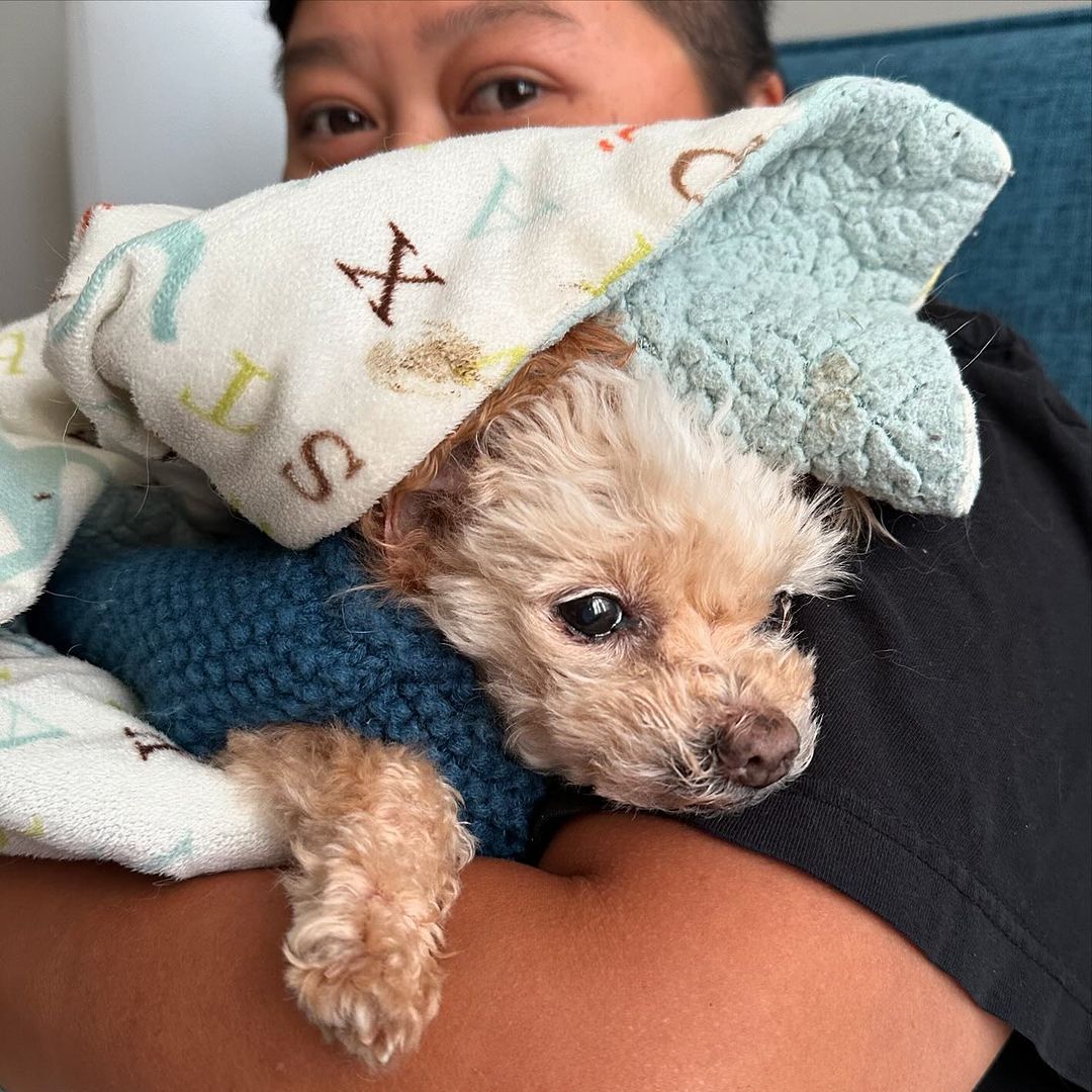 Woman Gives Dying Dog Her Final Hug And She Springs Back To Life ...
