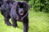 7 Dog Breeds That Have Extra Toes And What It Means - iHeartDogs.com