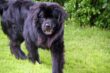 7 Dog Breeds That Have Extra Toes And What It Means - iHeartDogs.com