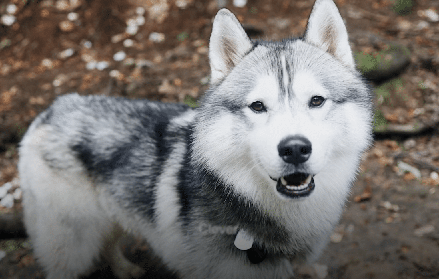 Husky's Digging Saves Neighborhood From Life-Threatening Explosion ...