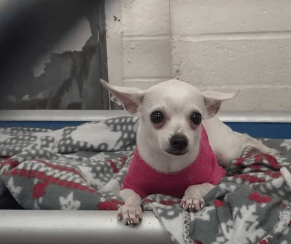 Abandoned Chihuahua’s Sad Start Turns into a Happy Ending - iHeartDogs.com