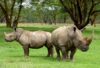 The Top 8 Heaviest Animals in the World - iHeartDogs.com