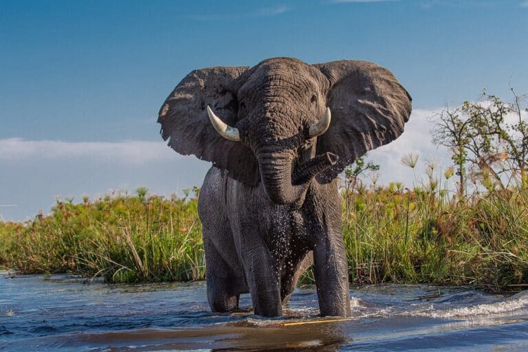 The Top 8 Heaviest Animals in the World - iHeartDogs.com
