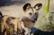 16 Most Exotic Species Of Wild Dogs On Earth - iHeartDogs.com