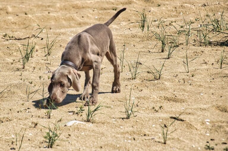 22 Dog Breeds That Are Incredible Sniffers - iHeartDogs.com
