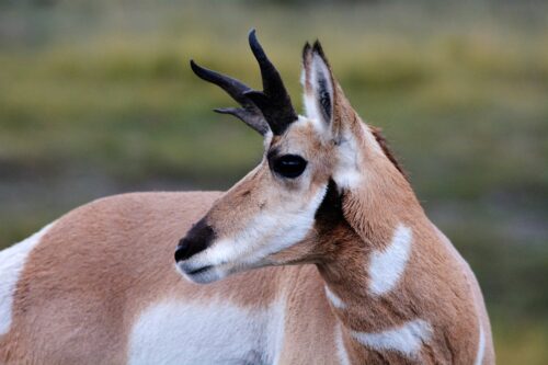 11 Amazing Animals You Can Only Find In North America - iHeartDogs.com