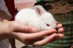 11 Spectacular Animals Known For Their Healing Powers - iHeartDogs.com