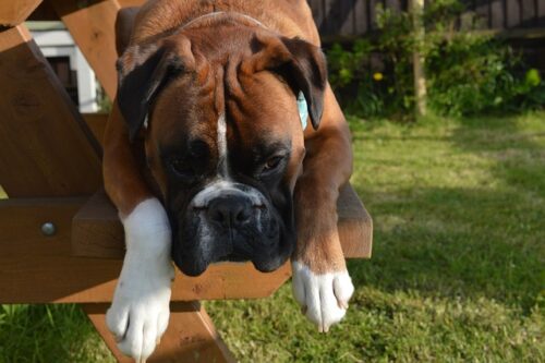 13 Large Dog Breeds That Are Surprisingly Low-Maintenance - iHeartDogs.com