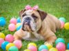13 Dog Breeds That Act Surprisingly Like Humans